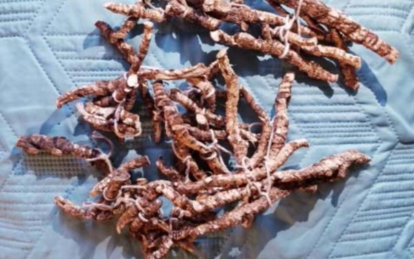 Native American Medicine Workshop | Ontario Anishinaabe Medicine